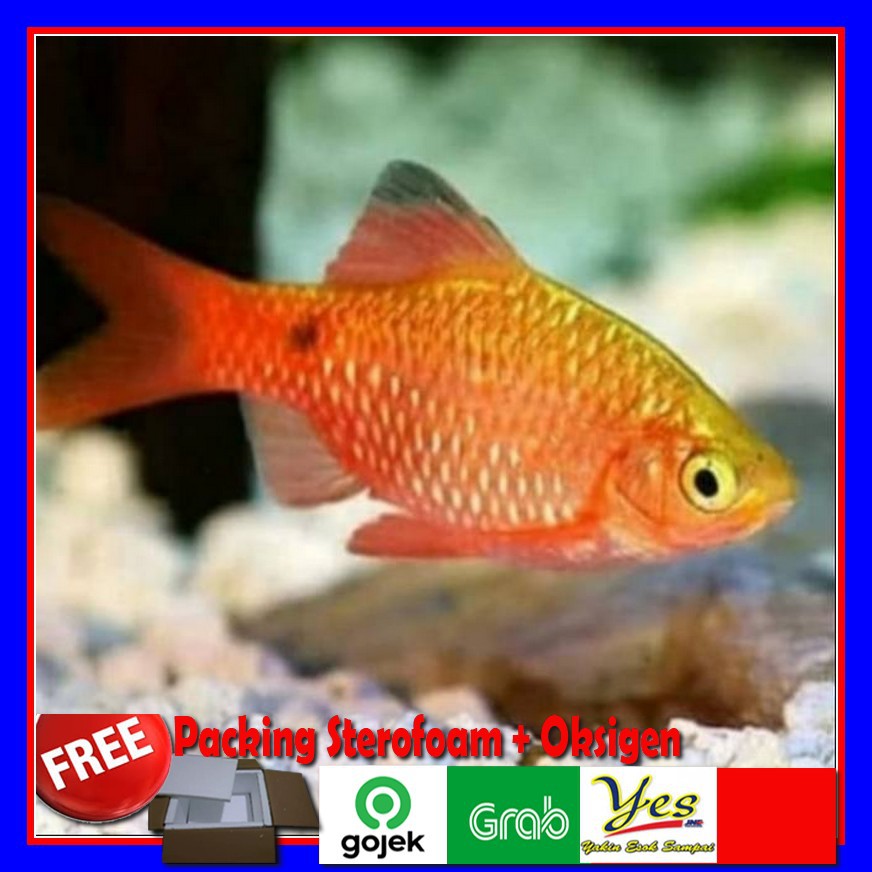 Jual Ikan Barbir Red Rosy Barb Ikan Hias Aquascpe Aquarium | Shopee ...