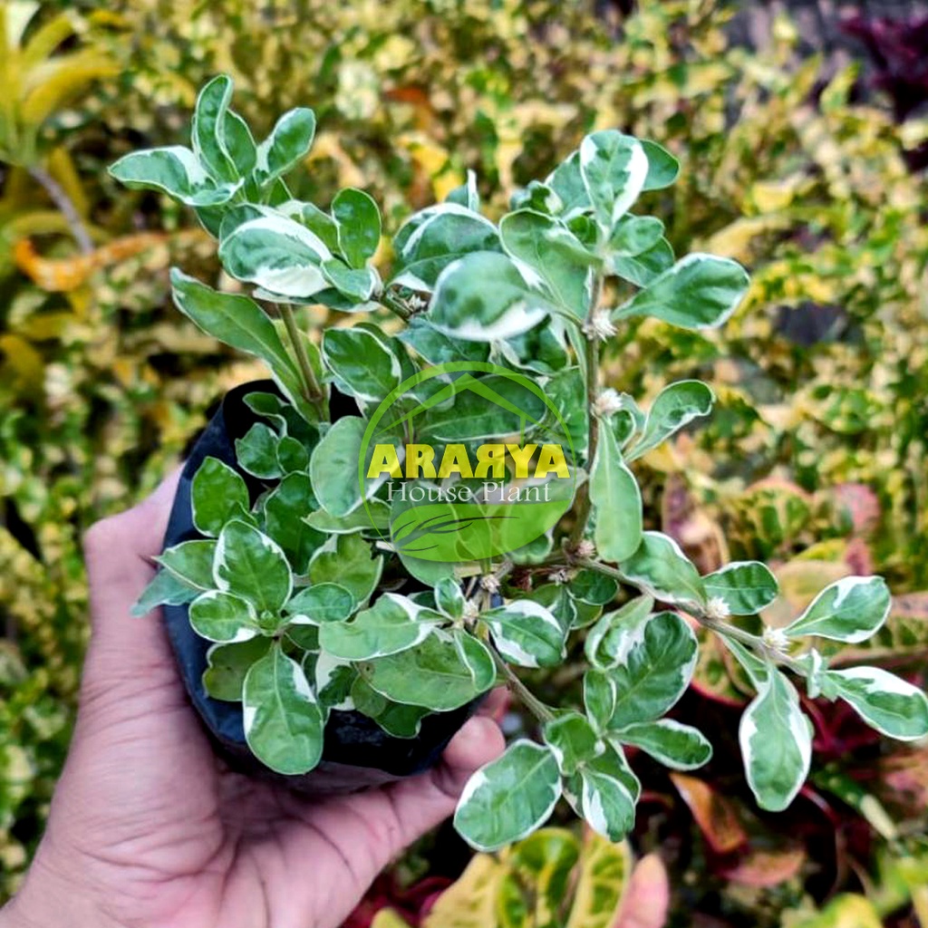 Jual Krokot Putih Tanaman Hias Krokot Varigata | Shopee Indonesia