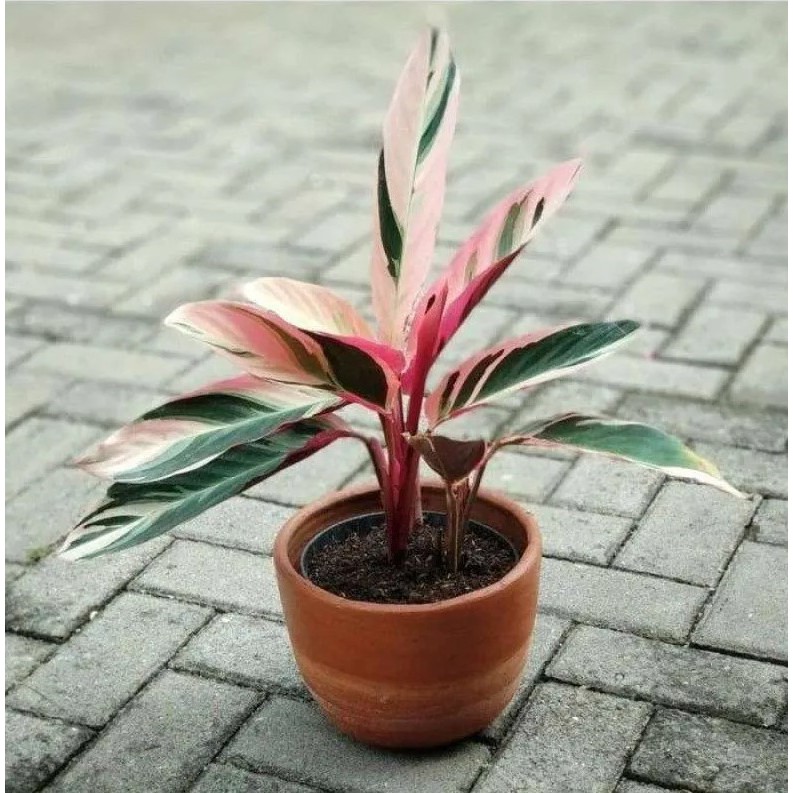 Jual Tanaman Hias Calathea Multicolor / Chalatea Merah Putih / Kalatea ...