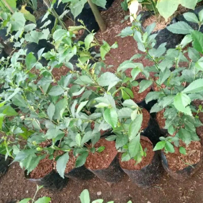 Jual Bibit tanaman pagar pangkas Teh-tehan (Acalypha siamensis ...