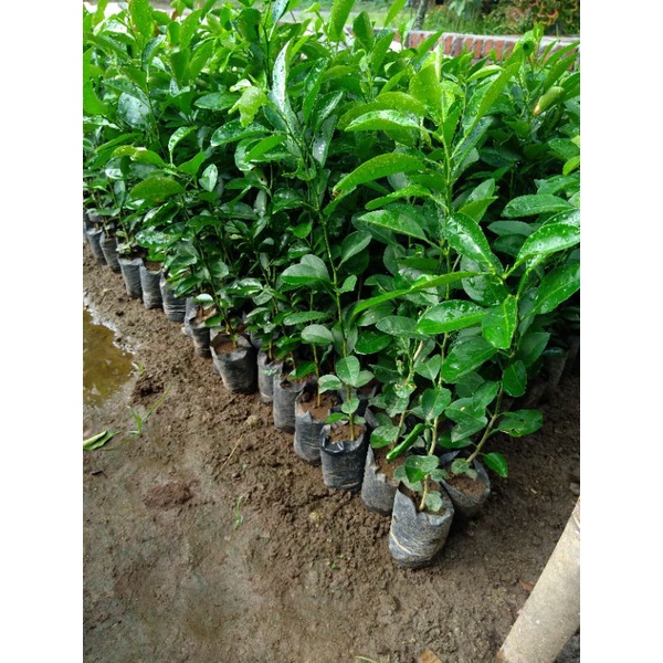Jual Bibit Jeruk Nipis / Jeruk Pecel | Shopee Indonesia Jual Bibit Jeruk Nipis / Jeruk Pecel | Shopee Indonesia
