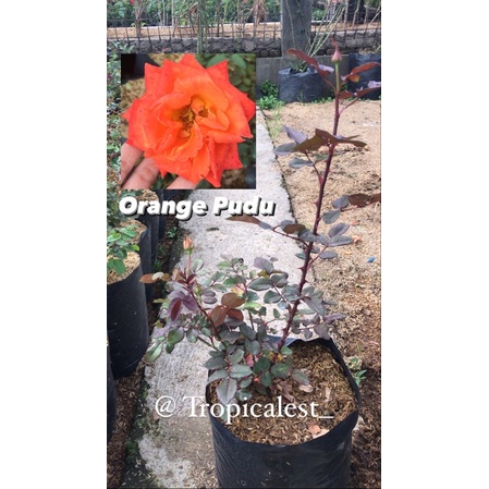 Jual Mawar Orange Voodoo (Pudu) | Shopee Indonesia
