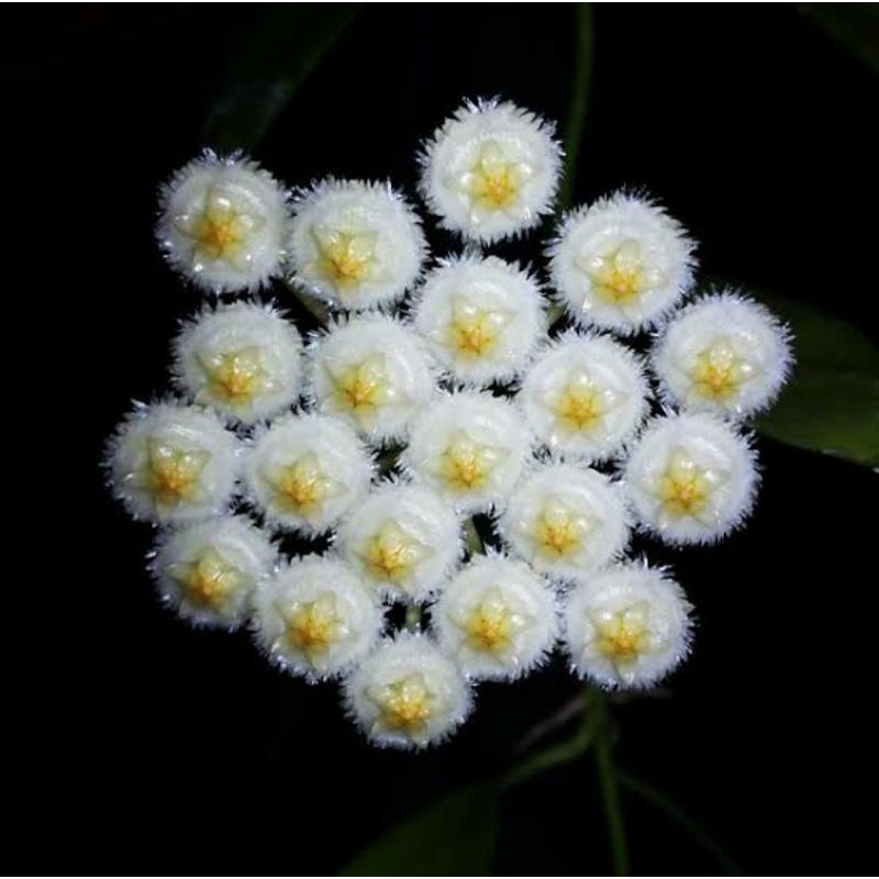 Jual Hoya Lacunosa | Bunga Wangi | Tanaman Hias Gantung Siap Bunga ... Jual Hoya Lacunosa | Bunga Wangi | Tanaman Hias Gantung Siap Bunga ...