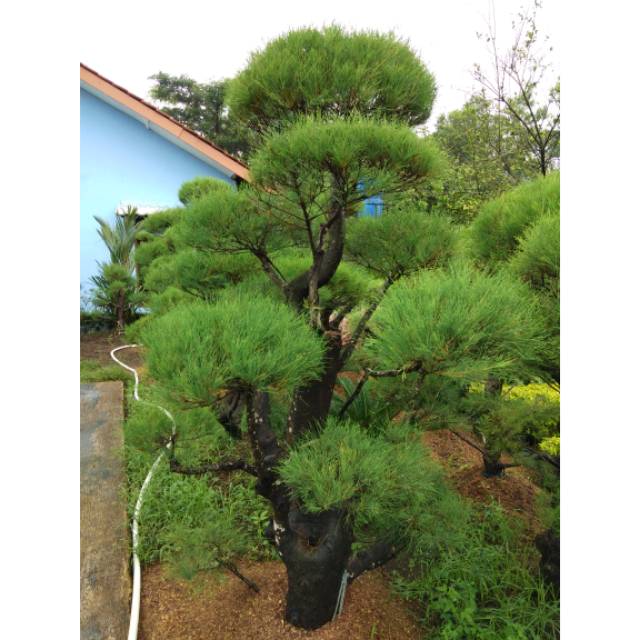 Jual Bonsai cemara udang | Shopee Indonesia