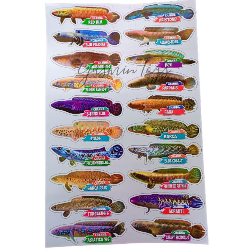 Jual Stiker Aquarium Channa Lovers/Stiker ikan | Shopee Indonesia