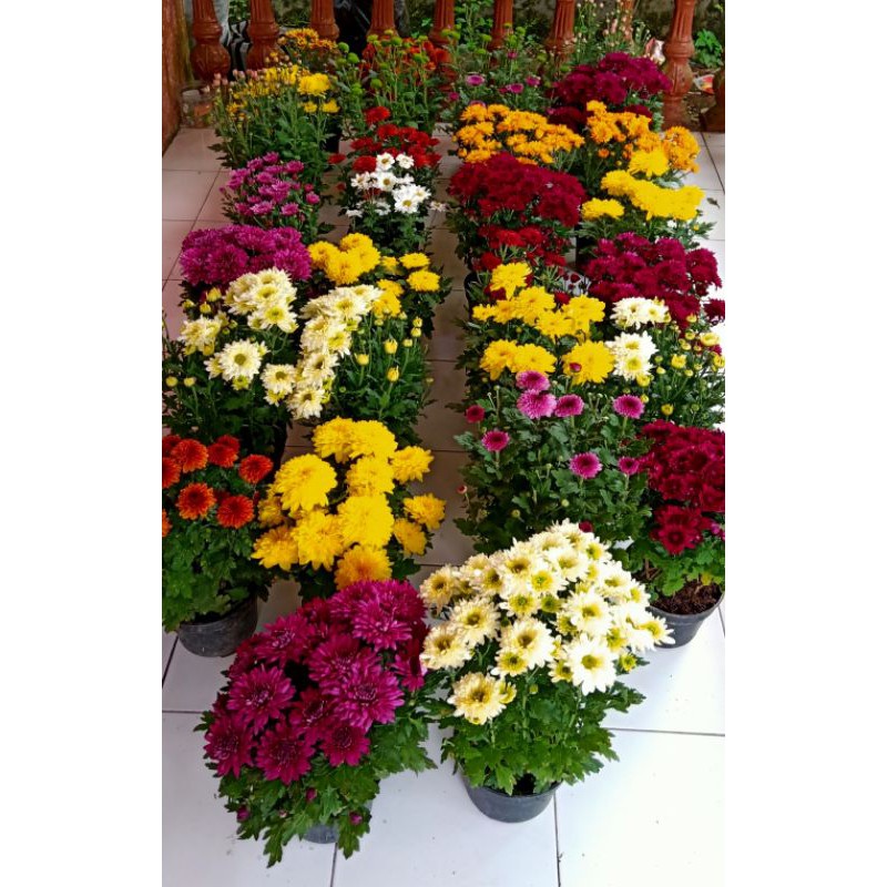 Jual Bunga Cantik Terlengkap & Harga Terbaru Maret 2023 | Shopee Indonesia