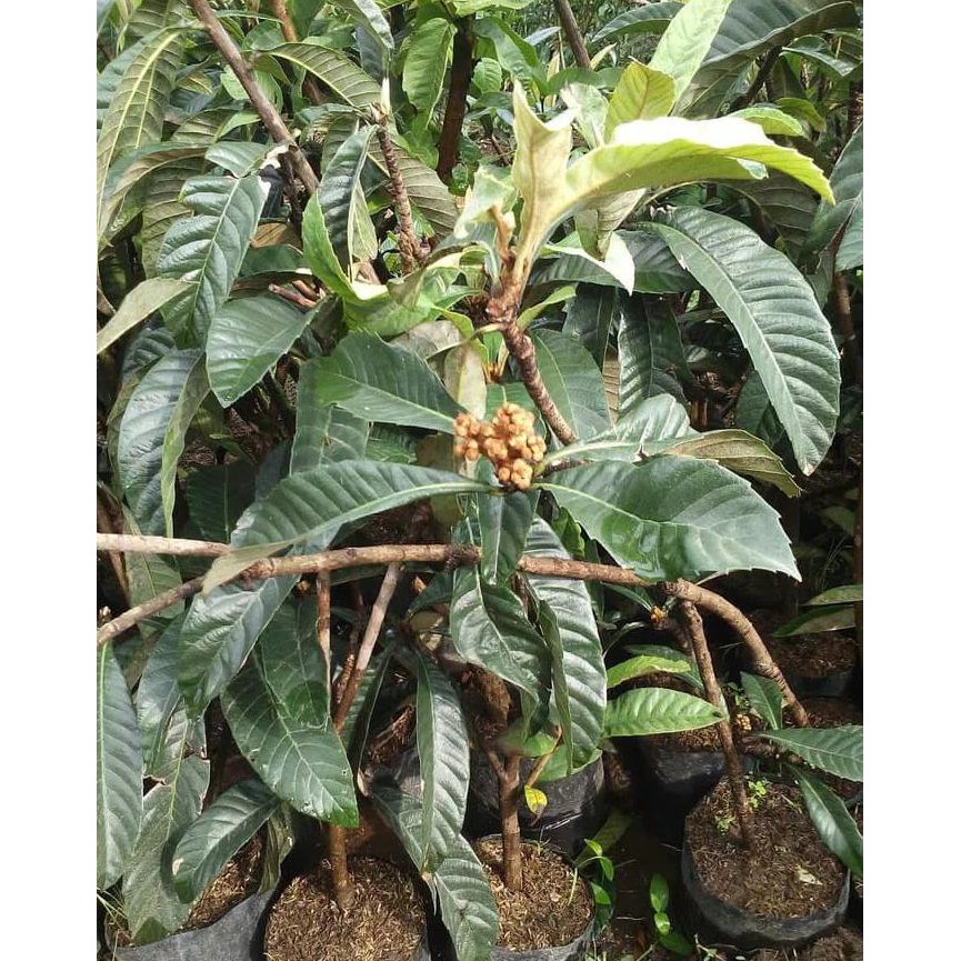 Jual Bibit Tanaman Buah Leci Biwa Atau Buah Bibah Atau Loquad Plum ...