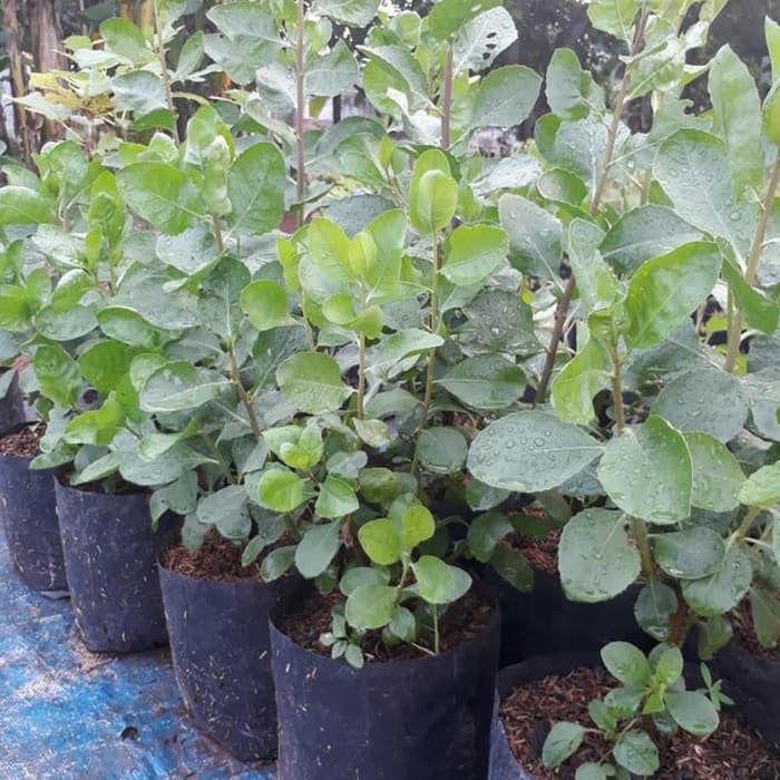 Jual Tanaman Obat Herbal Daun Beluntas Pohon Beluntas Obat Herbal ...