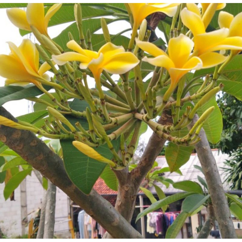 Jual tanaman kemboja bali 1 meter - pohon kamboja bunga kuning dan ping ...