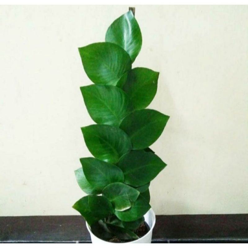 Jual Tanaman hias dolar daun besar merambat | Shopee Indonesia