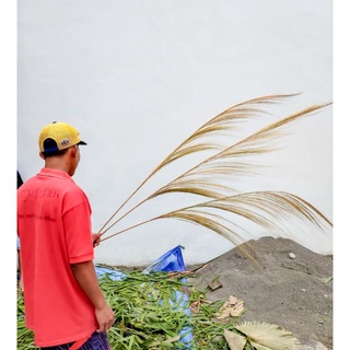 Jual Rayung jumbo XXL isi 50btg / rayung super/ dried pampas grass ...