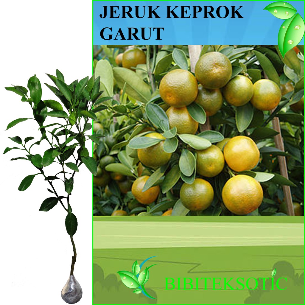 Jual Tanaman Jeruk Keprok Garut (Tinggi 40-60 cm) | Shopee Indonesia