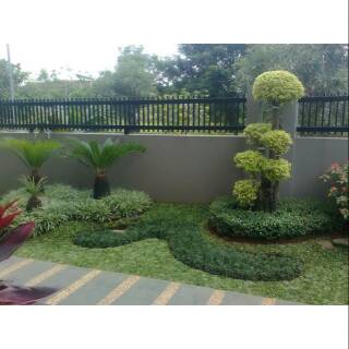 Jual rumput kucai mini 1meter Indonesia|Shopee Indonesia