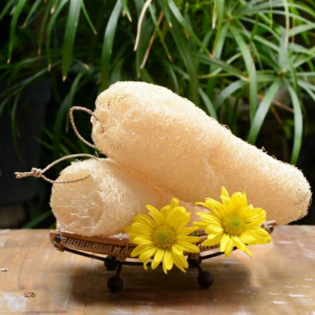 Jual Loofah Vegetable | Shopee Indonesia