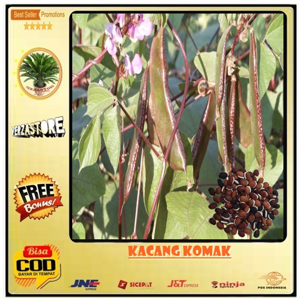 Jual biji benih koro komak koro sayur biji coklat tanaman sayuran ... Jual biji benih koro komak koro sayur biji coklat tanaman sayuran ...