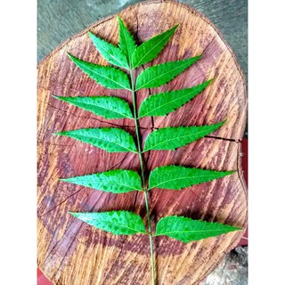 Jual RESMI DAUN MIMBA INTARAN NEEMTREE AZADIRACHTA INDICA ANTI KANKER ...