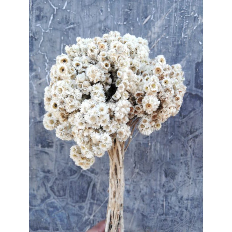 Jual BUNGA KERING RUSTIC NATURAL BAHAN MAHAR RUSTIC KERAJINAN BUKET ...