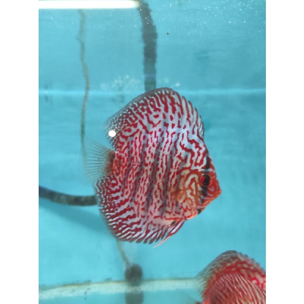 Jual Discus Leopard 3 inch | Shopee Indonesia