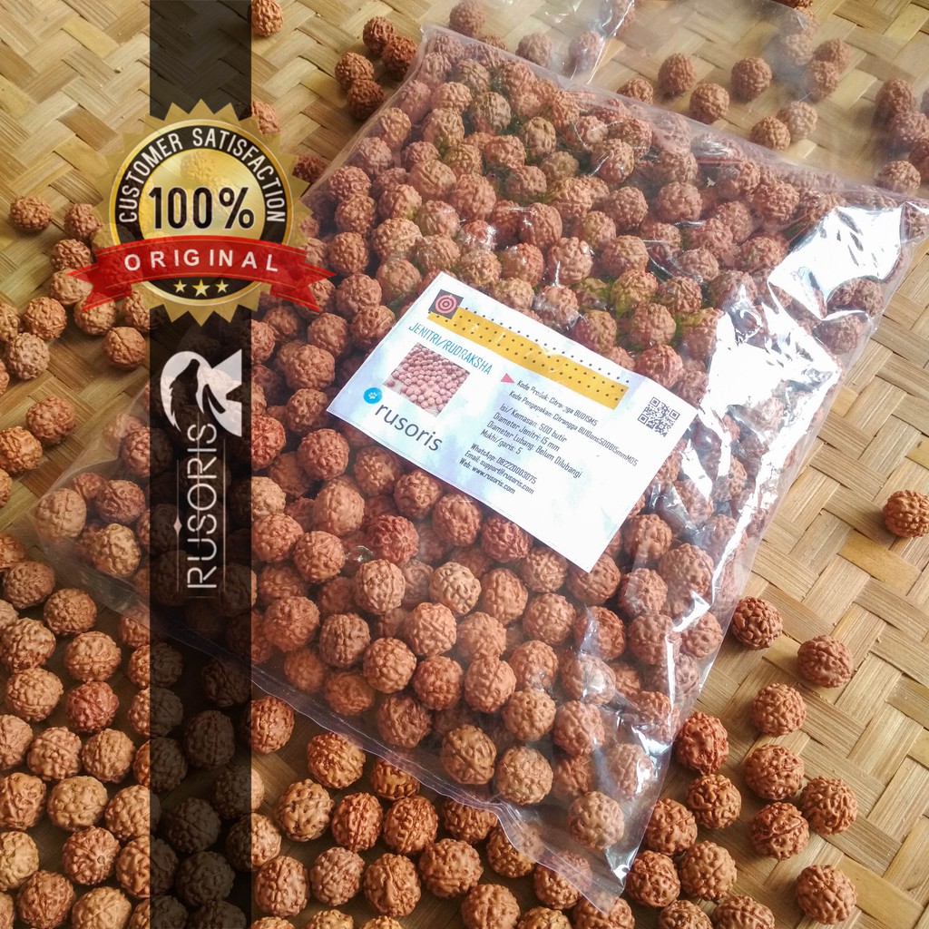Jual Jenitri Ukuran 15 mm 500 biji Rudraksha Asli Tidak Campur Manik ...