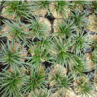 Jual Tanaman hias lili kucai mini - tanaman lily kucai hijau | Shopee ...