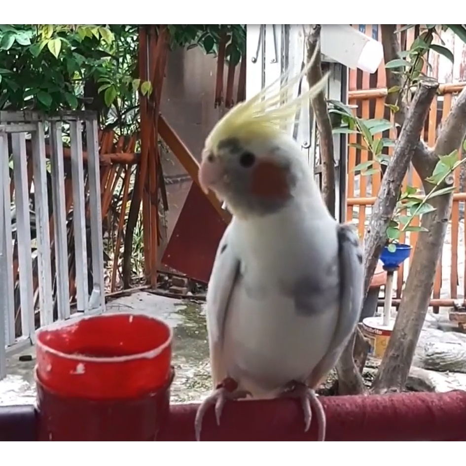 Jual Burung Falk / Parkit Australia Super Jinak Usia 2 Bulan | Shopee ...