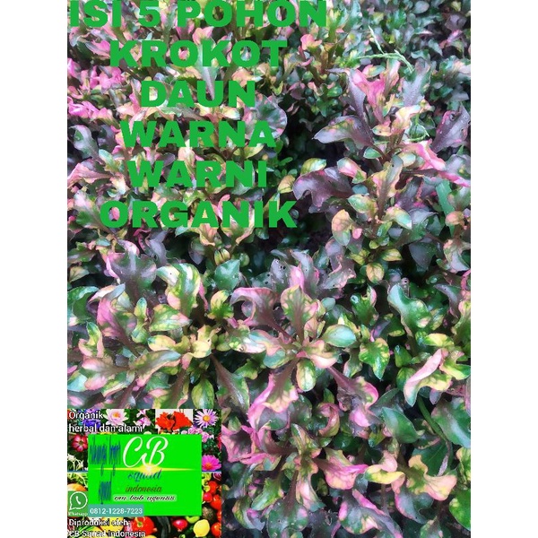 Jual krokot organik/5 pohon krokot daun warna warni organik | Shopee ...