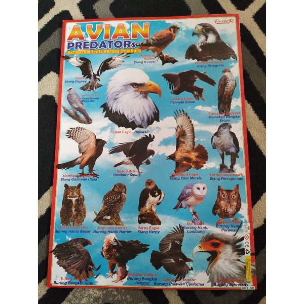 Jual poster Edukasi Anak Mengenal burung | Shopee Indonesia