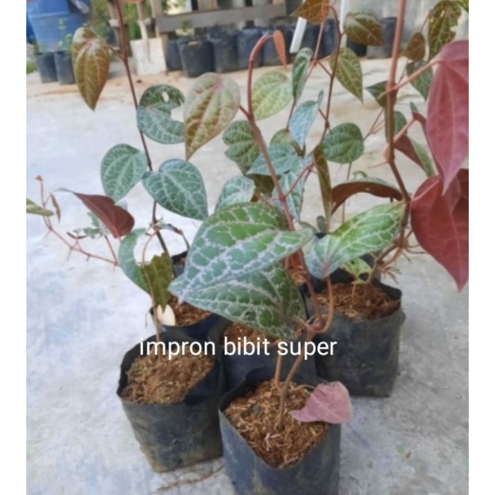 Jual Bibit Pohon Sirih Merah - Tanaman Daun Sirih Merah - Tanaman Obat ...
