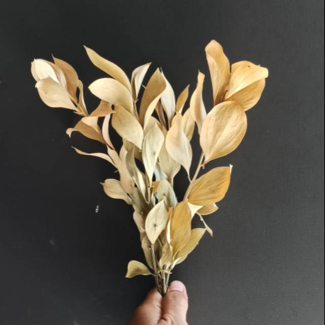 Jual Bunga Kering Dried ruscus dried ruskus daun ruskus kering ...