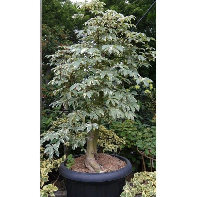 Jual Randu Variegata / stek batang randu varigata tanaman hias | Shopee ...