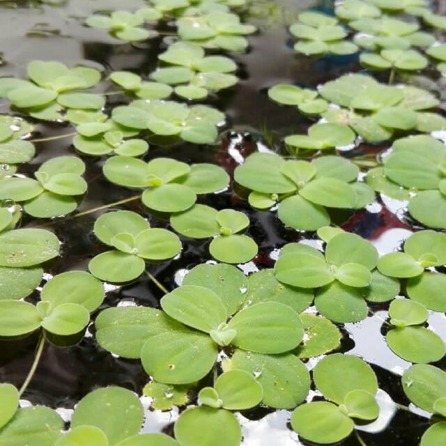 Jual Tanaman Air Kayu Apu Atau Apu Apu Indonesia|Shopee Indonesia