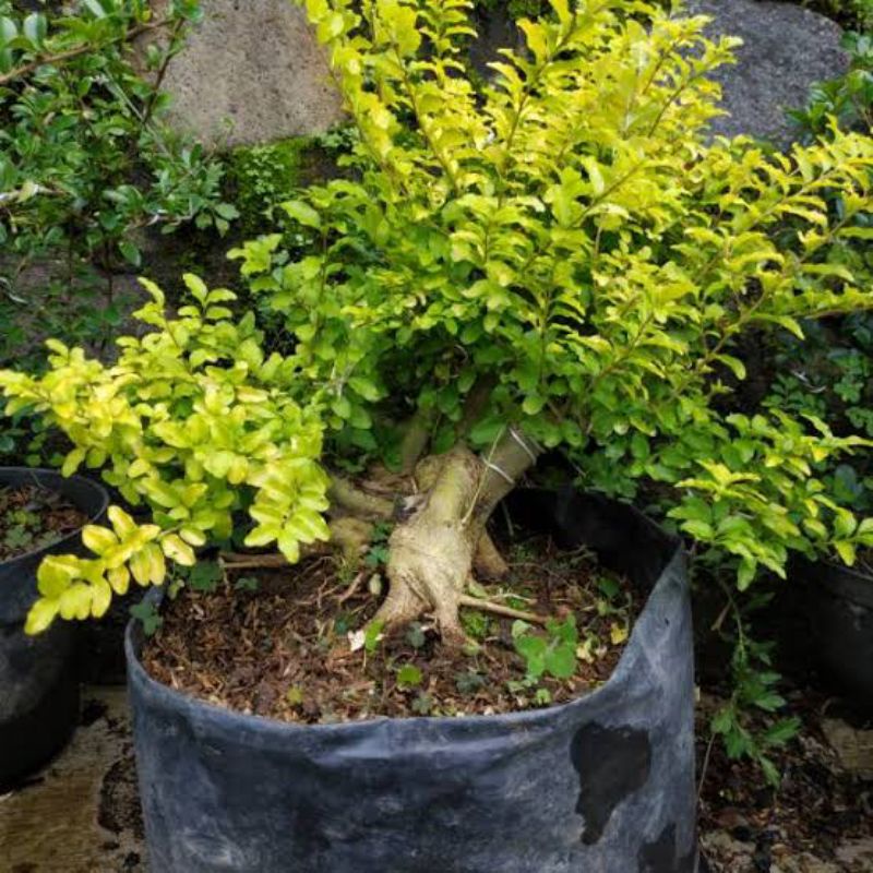 Jual Bibit tanaman hias Legistrum - bibit bonsai Legistrum | Shopee ...