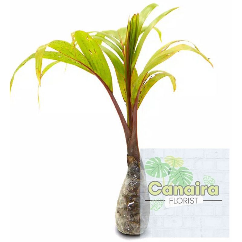 Jual Bibit Tanaman Hias Palem Botol (Bottle Palm) | Shopee Indonesia Jual Bibit Tanaman Hias Palem Botol (Bottle Palm) | Shopee Indonesia