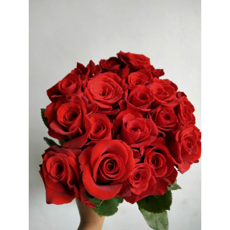 Jual bunga mawar merah segar baru petik (20 tangkai) | Shopee Indonesia