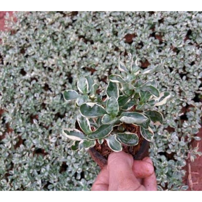 Jual tanaman krokot putih. tanaman daun krokot / tanaman penutup tanah ...