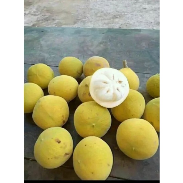 Jual BUAH KECAPI SEGAR | BUAH KECAPI MANIS 1KG Indonesia|Shopee Indonesia Jual BUAH KECAPI SEGAR | BUAH KECAPI MANIS 1KG Indonesia|Shopee Indonesia