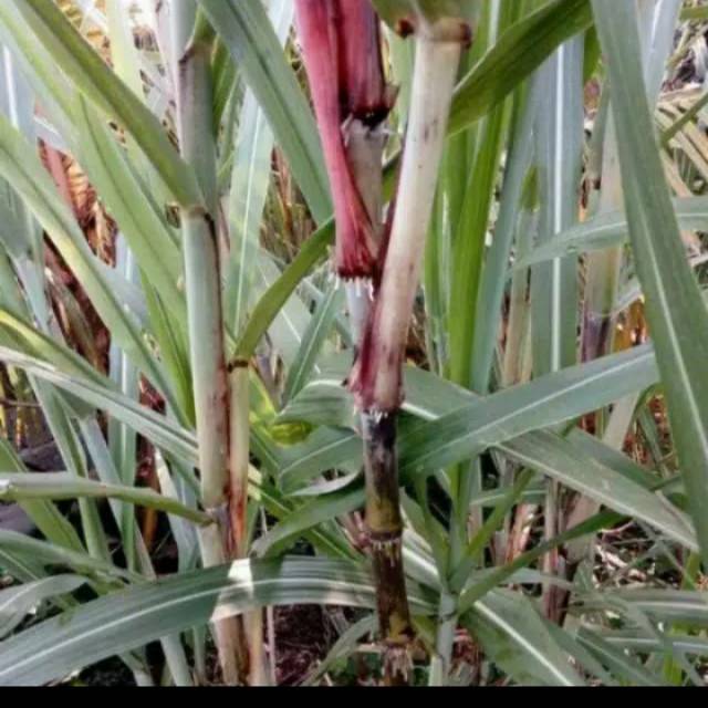 Jual Bibit terubuk stek turubuk kembang tebu sayuran terubuk | Shopee ...