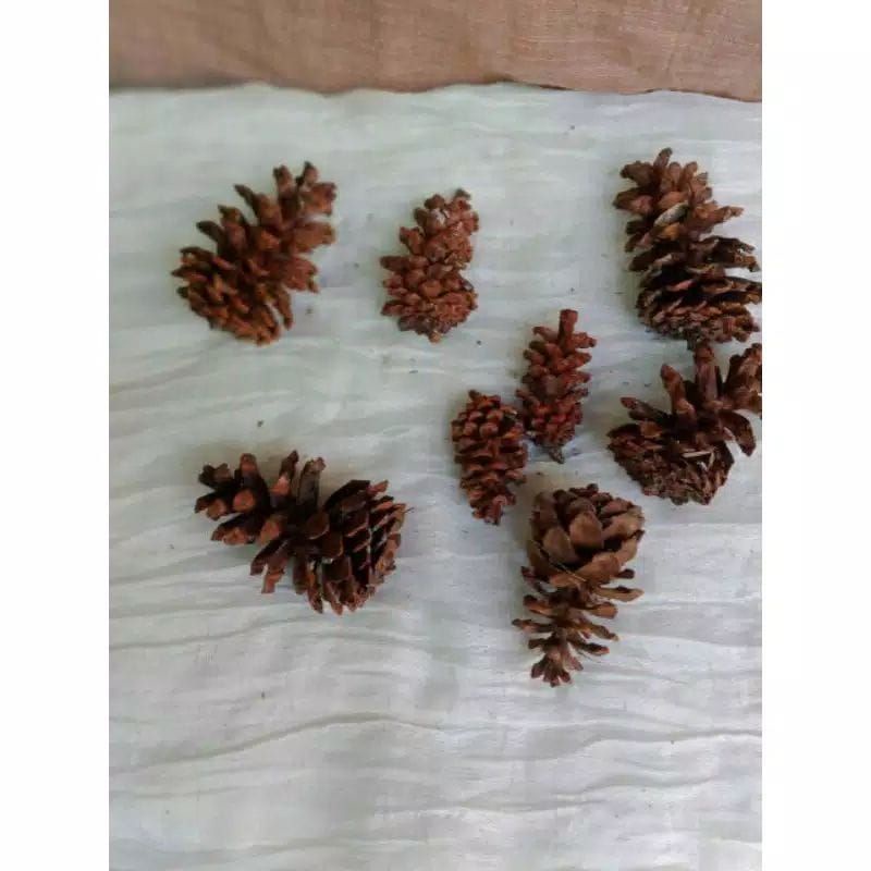 Jual Biji Pinus Bunga Pinus Buah Pinus Rustic Properti Foto | Shopee ...
