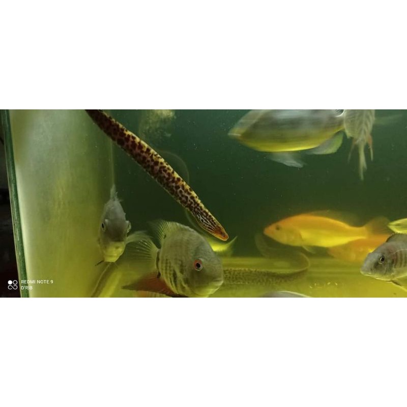 Jual Moray Air tawar Tiger eel | Shopee Indonesia