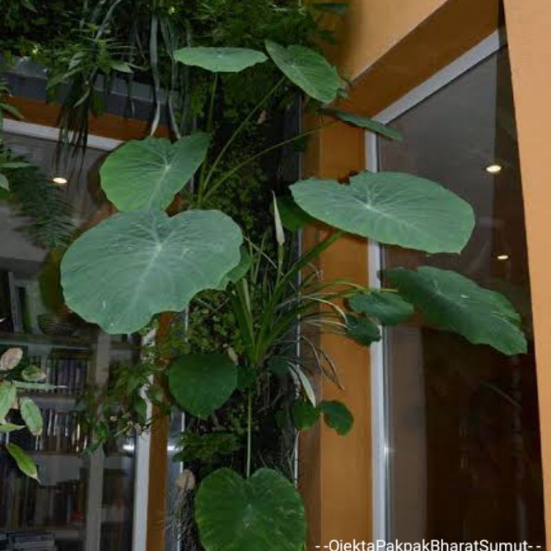 Jual Tanaman Hias Colocasia Formosana Sp Simsim Keladi Hutan Sumatera ...