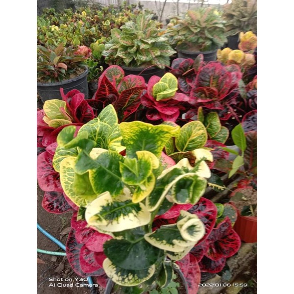 Jual puring apel ekor merak Thailand bibit (30 cm) | Shopee Indonesia