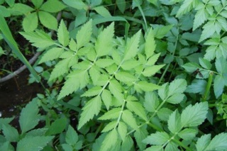 Jual Sayuran Langka Daun Tespong / Selom / Oenanthe Javanica Seladren ...