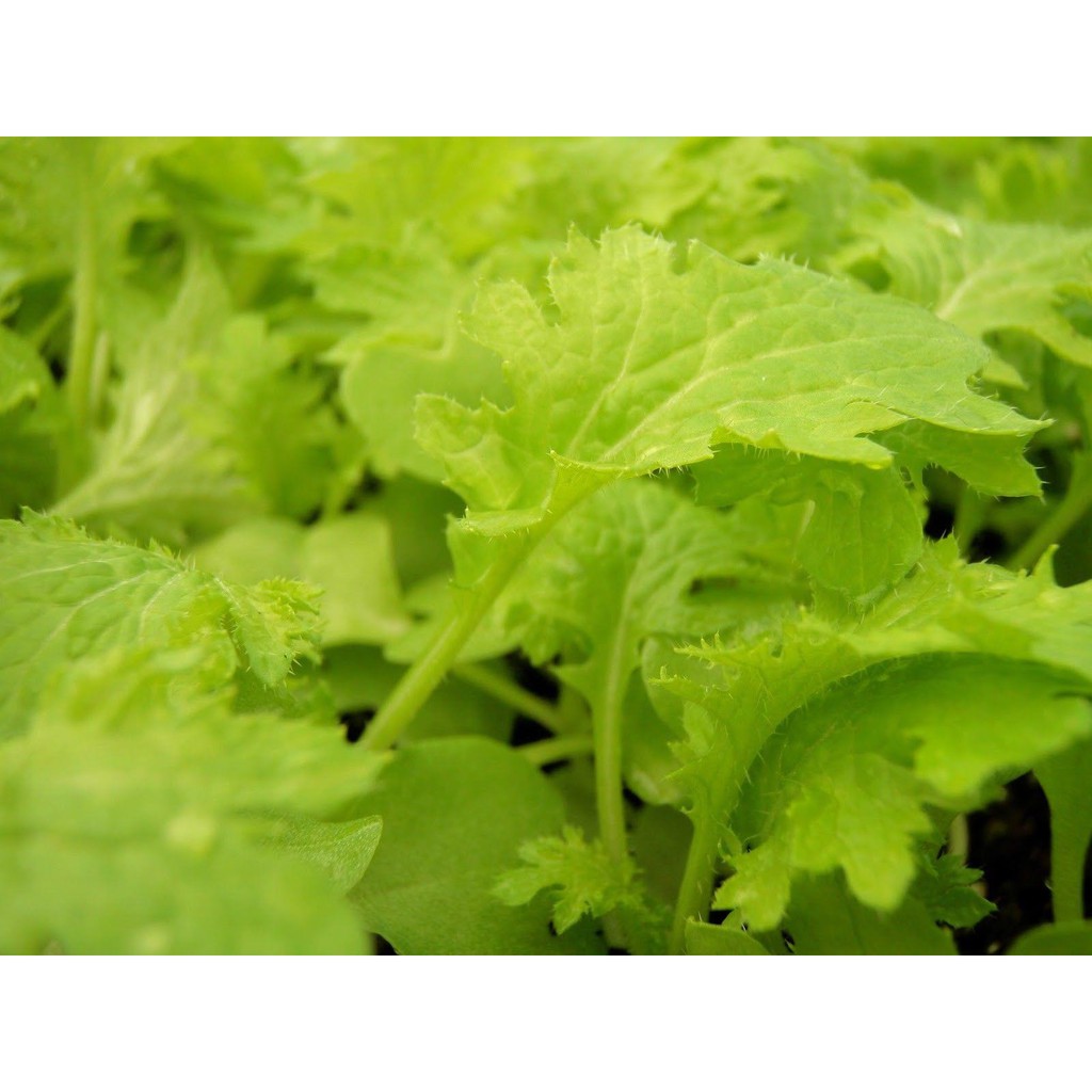 Jual Mustard Wasabina 50 Biji (Benih Biji Bibit Tanaman Sayur Sayuran ...