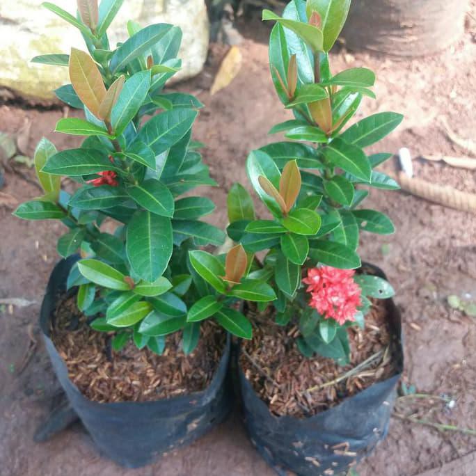 Jual Pusat Benih Tanaman. Tanaman Hias Asoka - Soka India Bibit - Soka ...