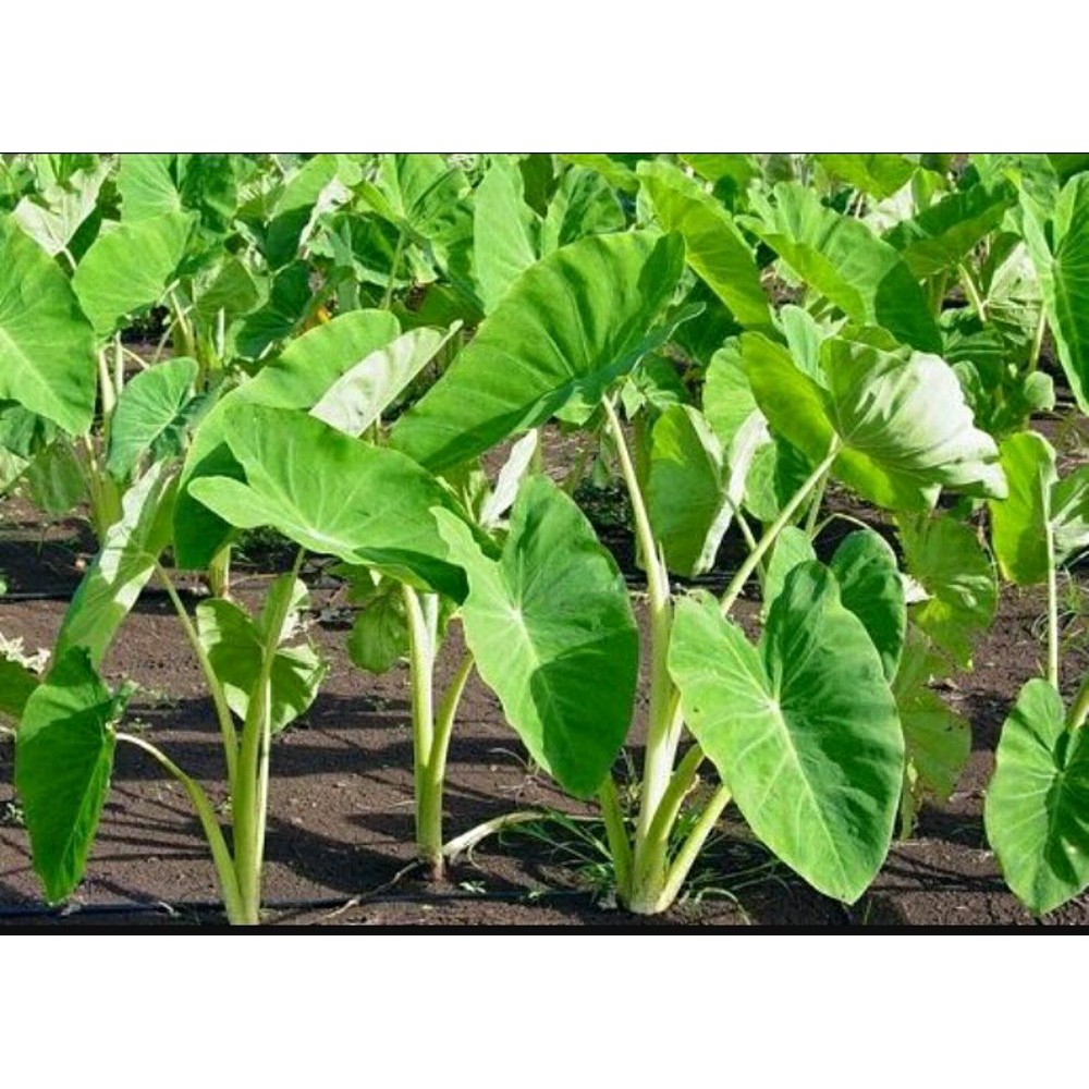 Jual Tanaman Hias Umbi Bentol | Shopee Indonesia