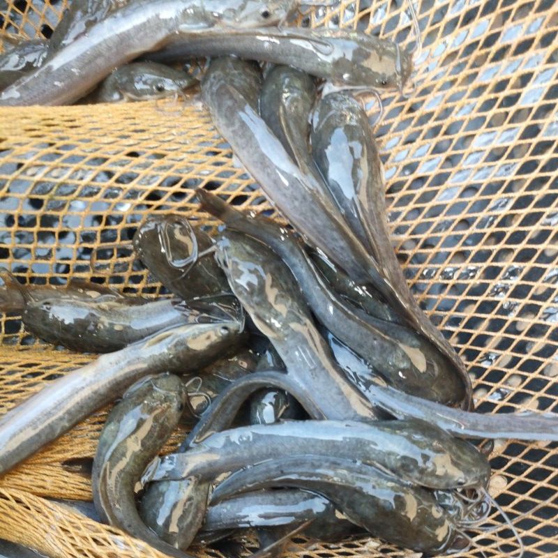 Jual benih lele sangkuriang ukuran 8-9 cm | Shopee Indonesia