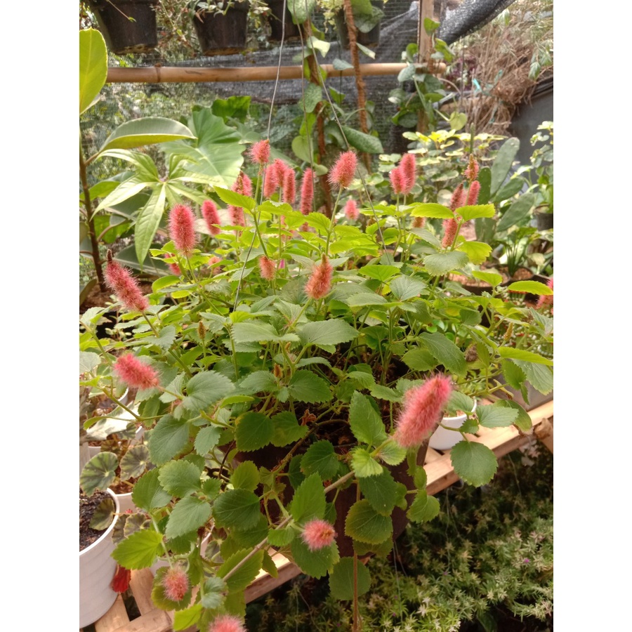 Jual Tanaman ekor kucing (Acalypha hispida) | Shopee Indonesia