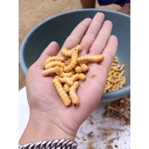 Jual uter ulat kayu per 25biji hidup | Shopee Indonesia