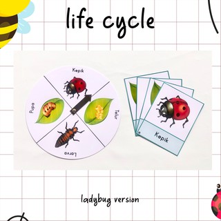 Jual Flashcard Life Cycle Daur Hidup Hewan Kupu-kupu Lebah Serangga ...
