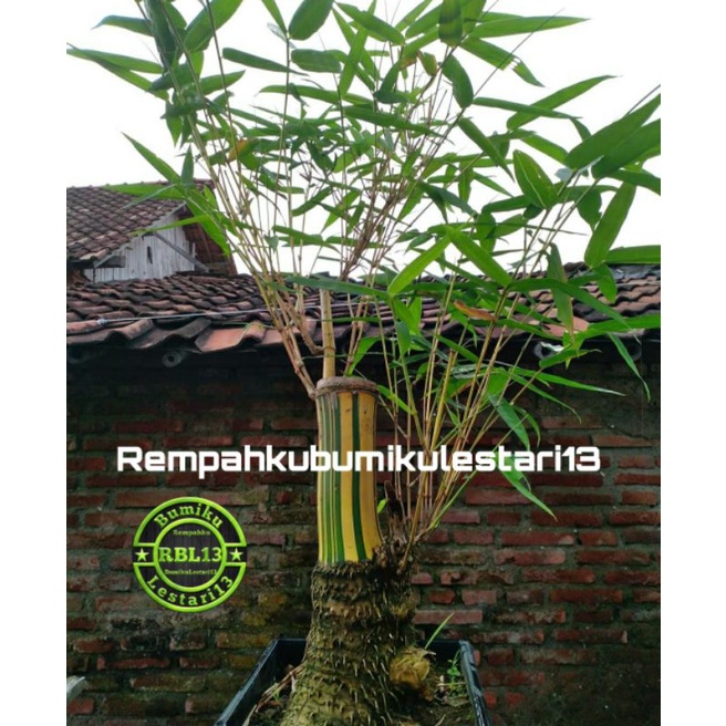 Jual Pohon bambu Stek bagus buat tanaman hias 30-40 cm | Shopee Indonesia